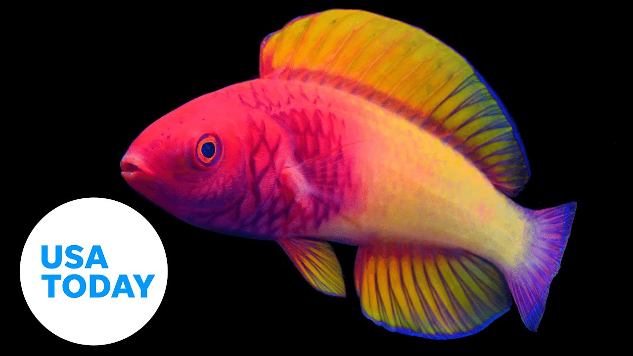 New rainbow-colored fish species discovered off Maldives coast | USA ...