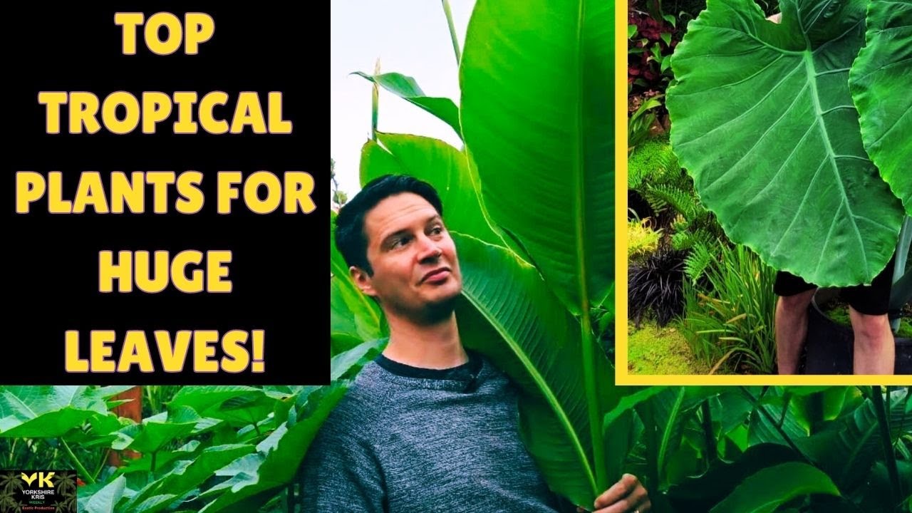 Top tropical-looking plants for HUGE leaves! - YouTube