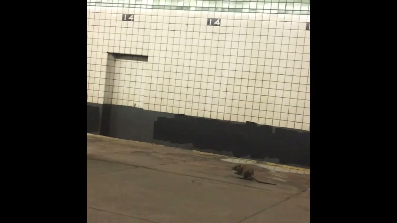 FBI Torture Subject Forced To Live With Rats - YouTube