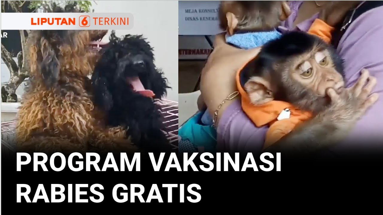 Peringati Hari Rabies Sedunia, Anjing hingga Monyet Divaksin Gratis ...