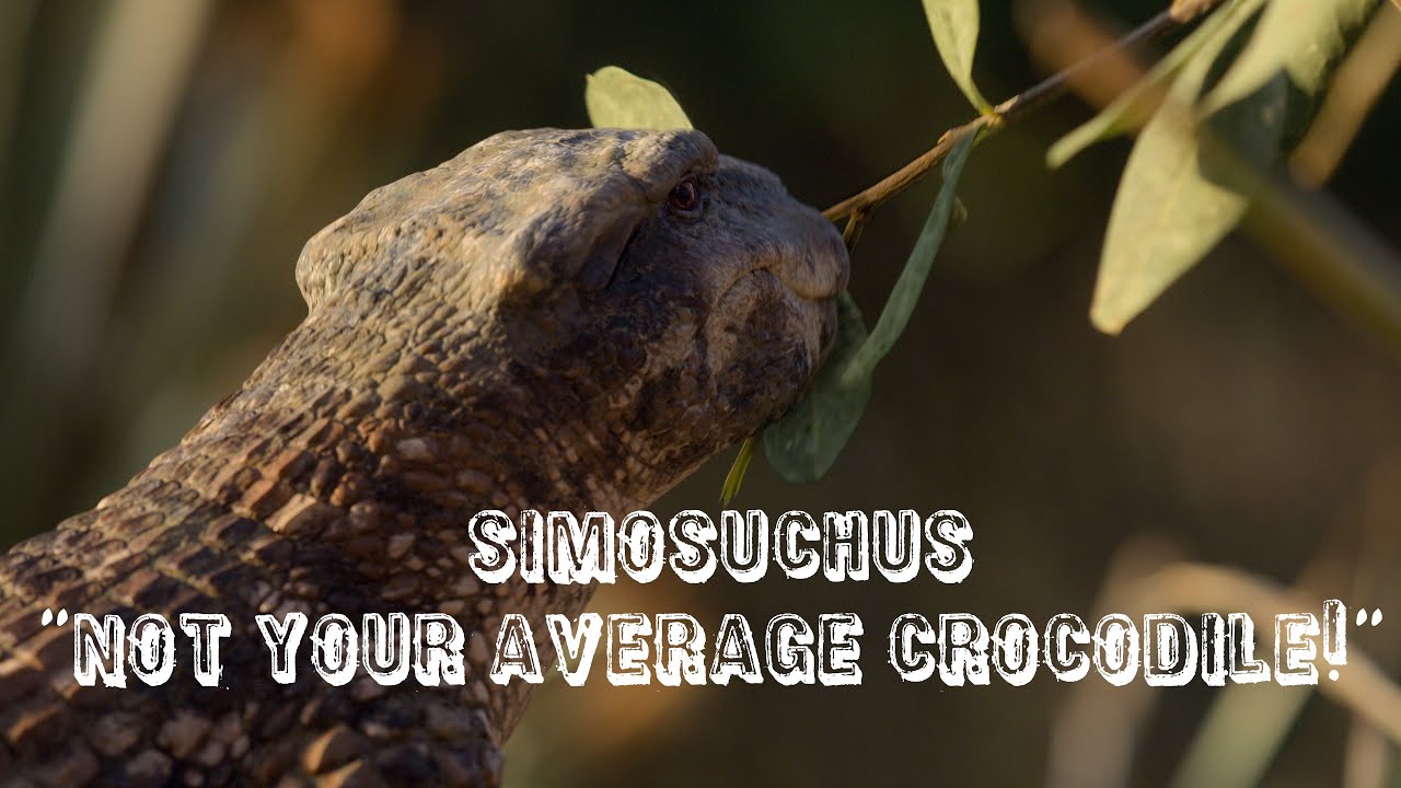 Simosuchus The Vegetarian Crocodile of Madagascar “Not your average ...