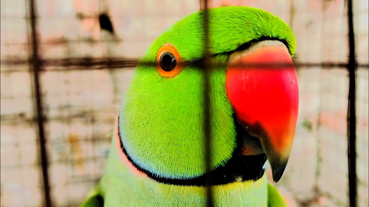 Indian Ringneck parrot talking | parrot | tiya pakhi - YouTube