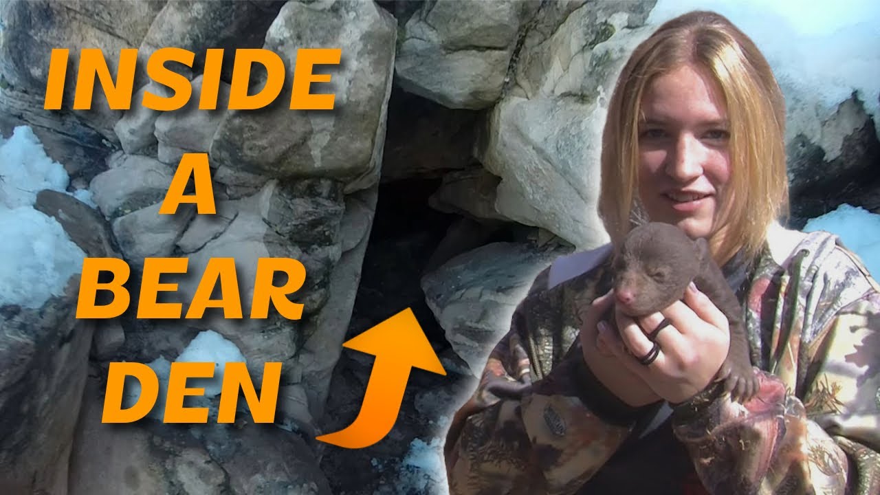 Inside a Bear Den | Face-to-Face with a Hibernating Bear | Adorable ...