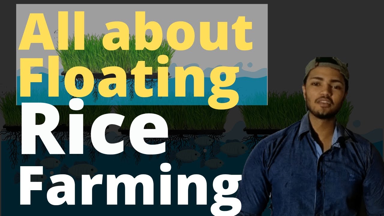 floating rice farming techniques.ll the best rice farming methods .ll ...