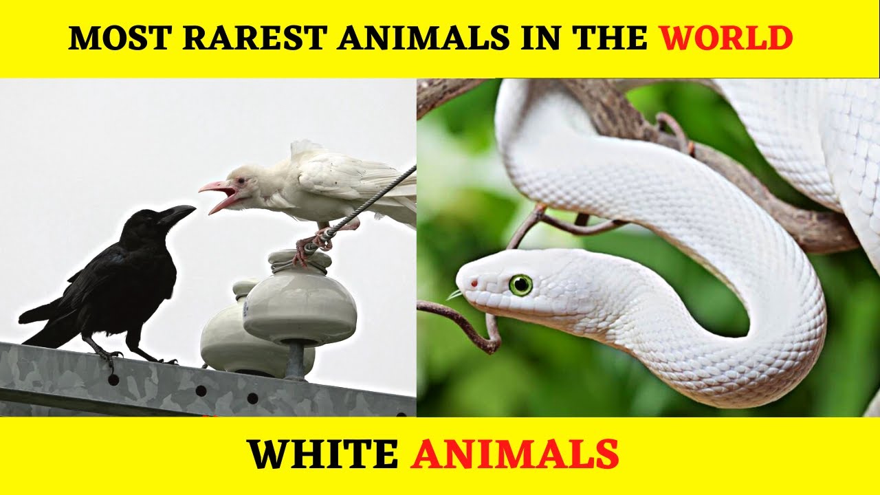 Most Rarest Animal in the World | White Animals | Interesting facts ...