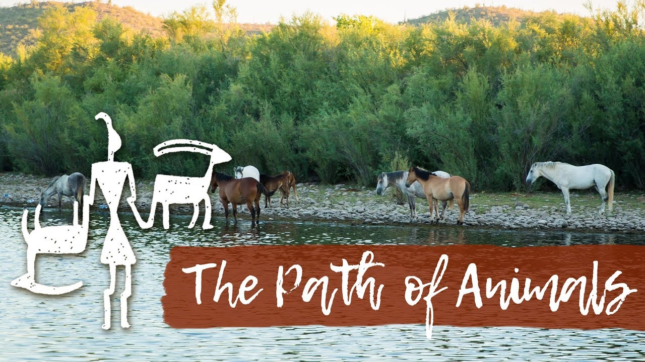 The Path of Animals || Wilderness Therapy at Anasazi Foundation - YouTube