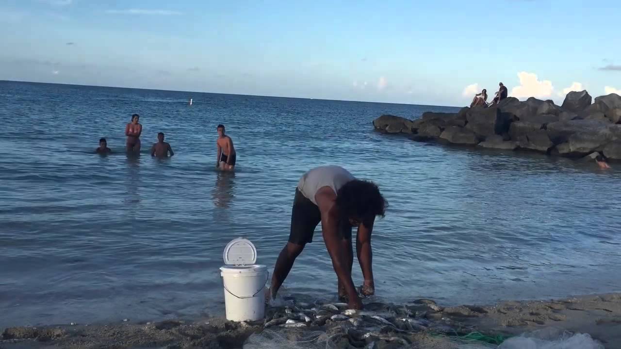 Cast netting mullet in Miami. Pre 2015 mullet run. - YouTube