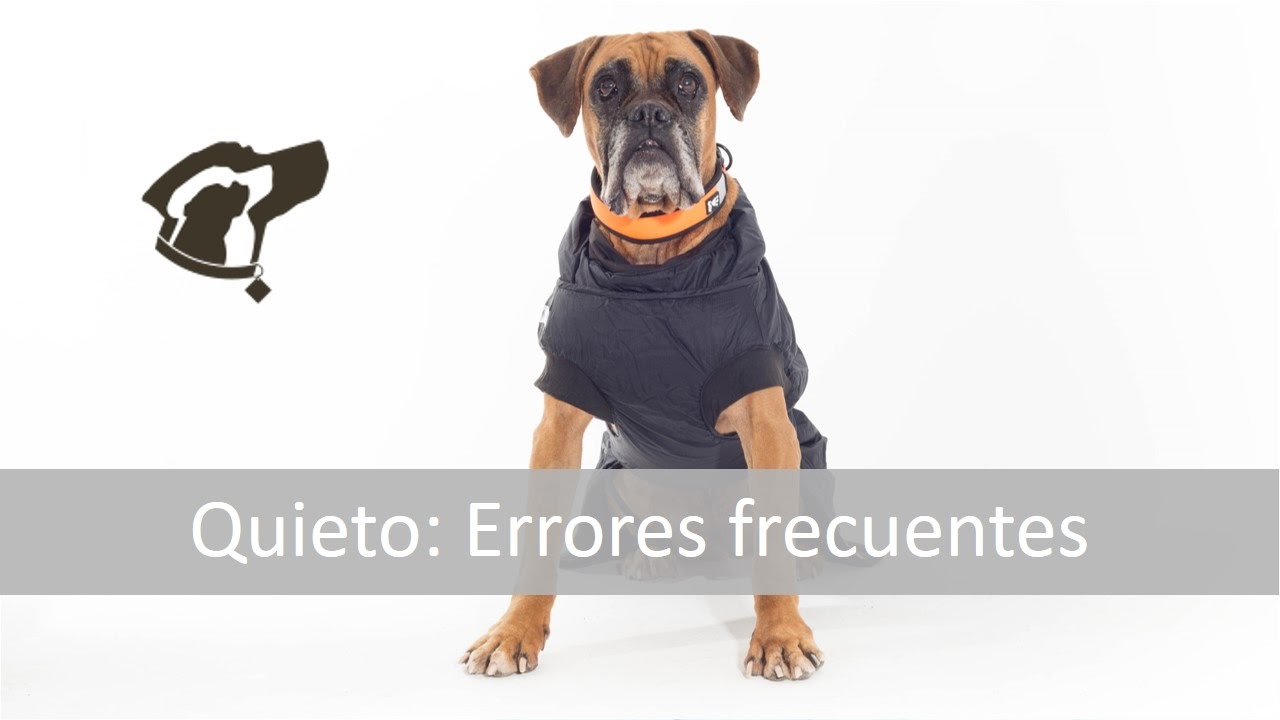 Entrenar con tu perro el quieto (Errores frecuentes) - YouTube