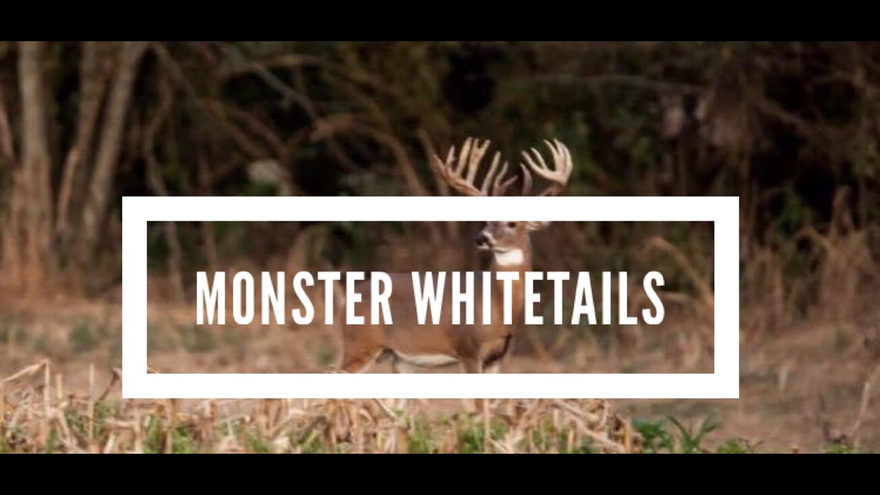 Cedar Ridge Whitetails .Monster bucks.Deer hunting - YouTube