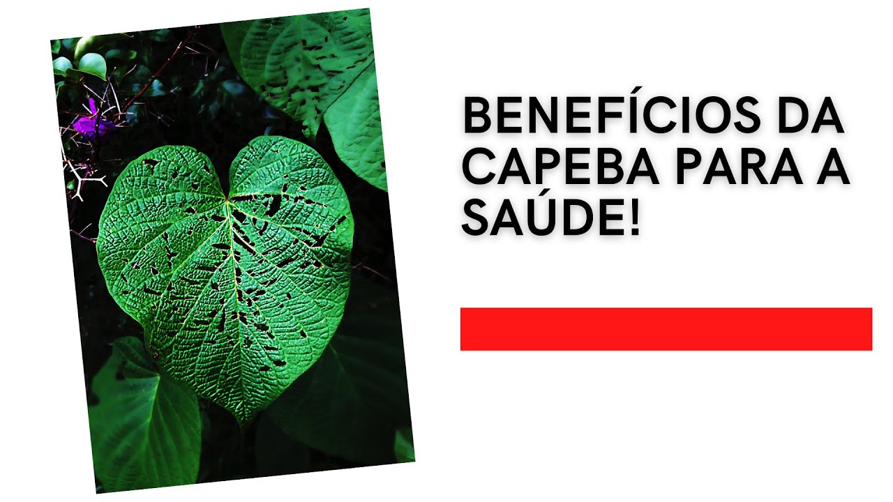 OS BENEFÍCIOS DAS FOLHAS DE CAPEBA E CHÁ PARA A SAÚDE PASSO A PASSO ...