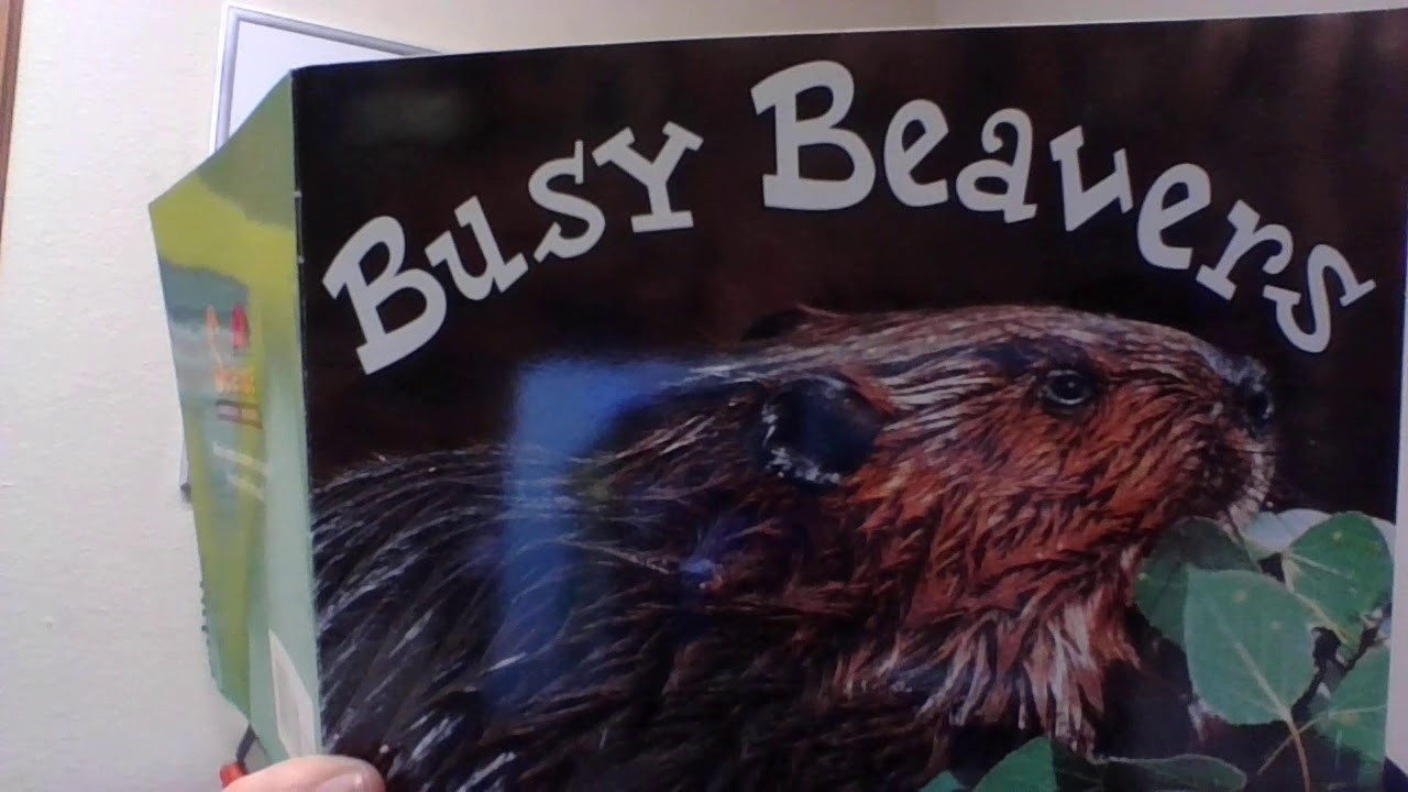 Kindergarten - book - "Busy Beavers" by Susan Canizares, Pamela Chanko ...