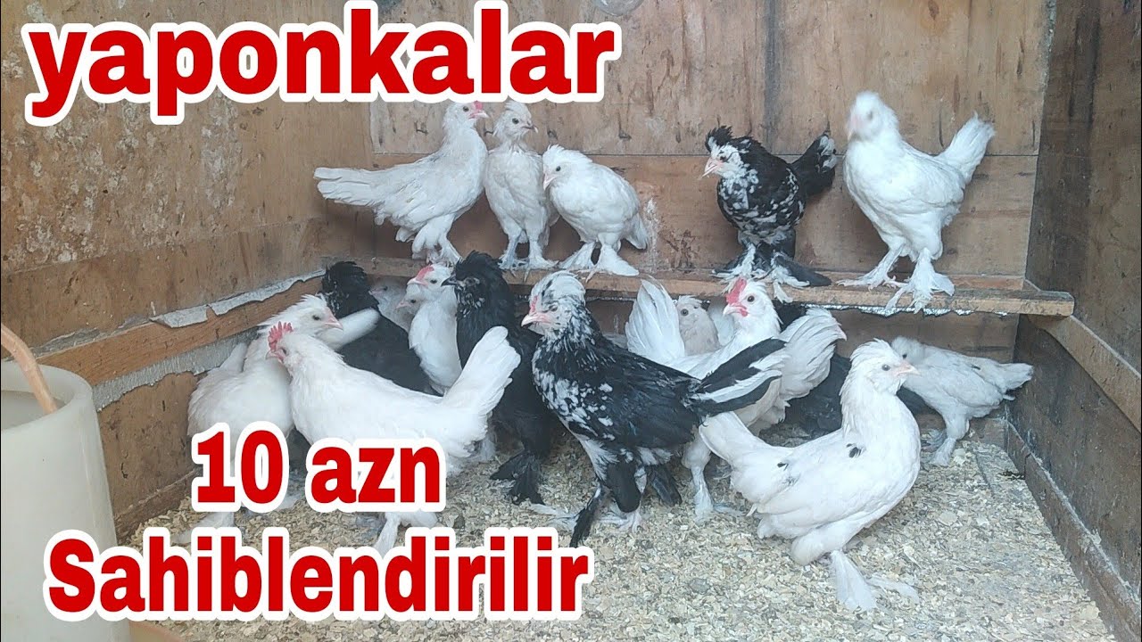 Yaponka (şpknka) #yaponkasatışı - YouTube