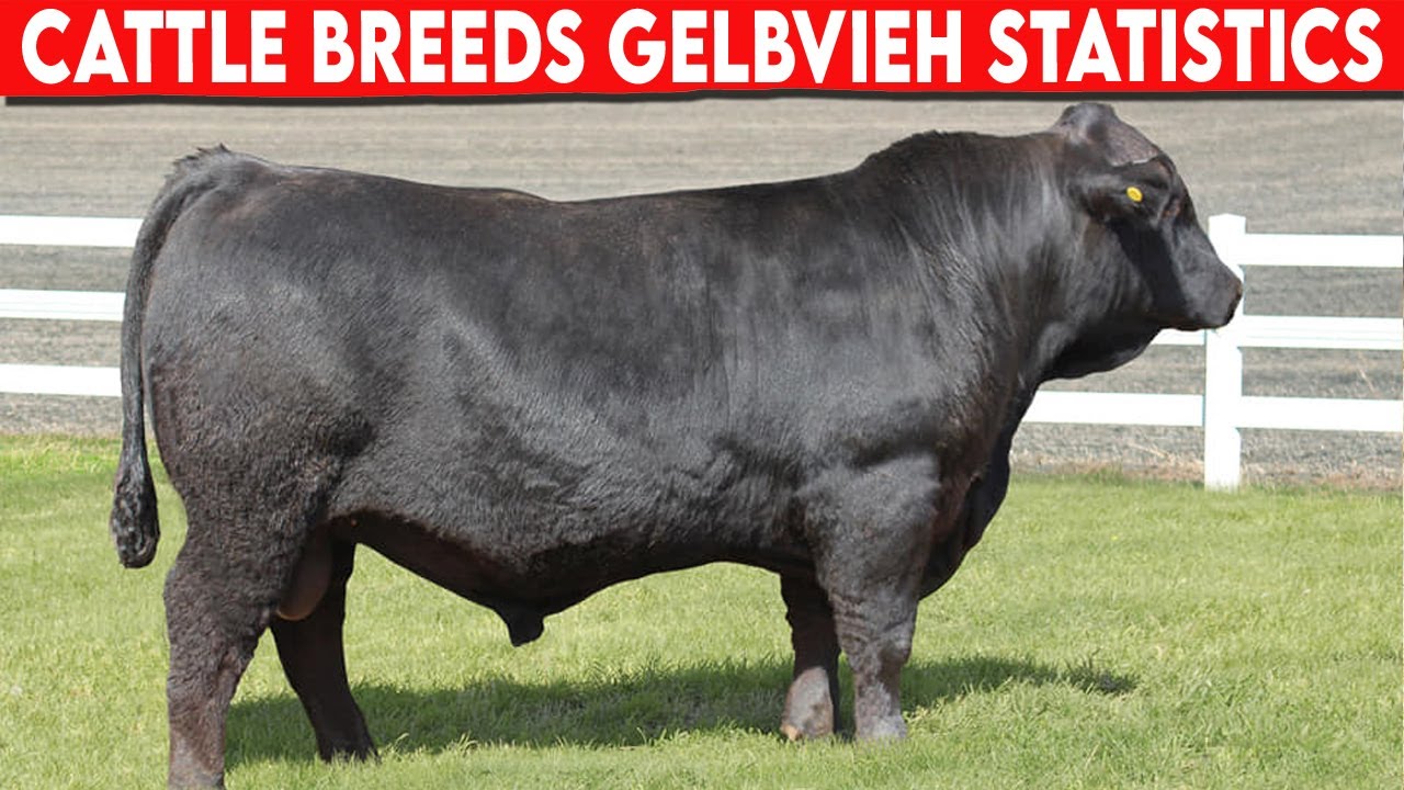⭕ Cattle Breeds GELBVIEH Statistics Cattle Gelbvieh // Bulls - YouTube