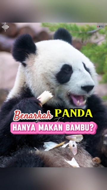 Benarkah Panda Hanya Makan Bambu? Tonton dan Temukan Fakta Menariknya ...
