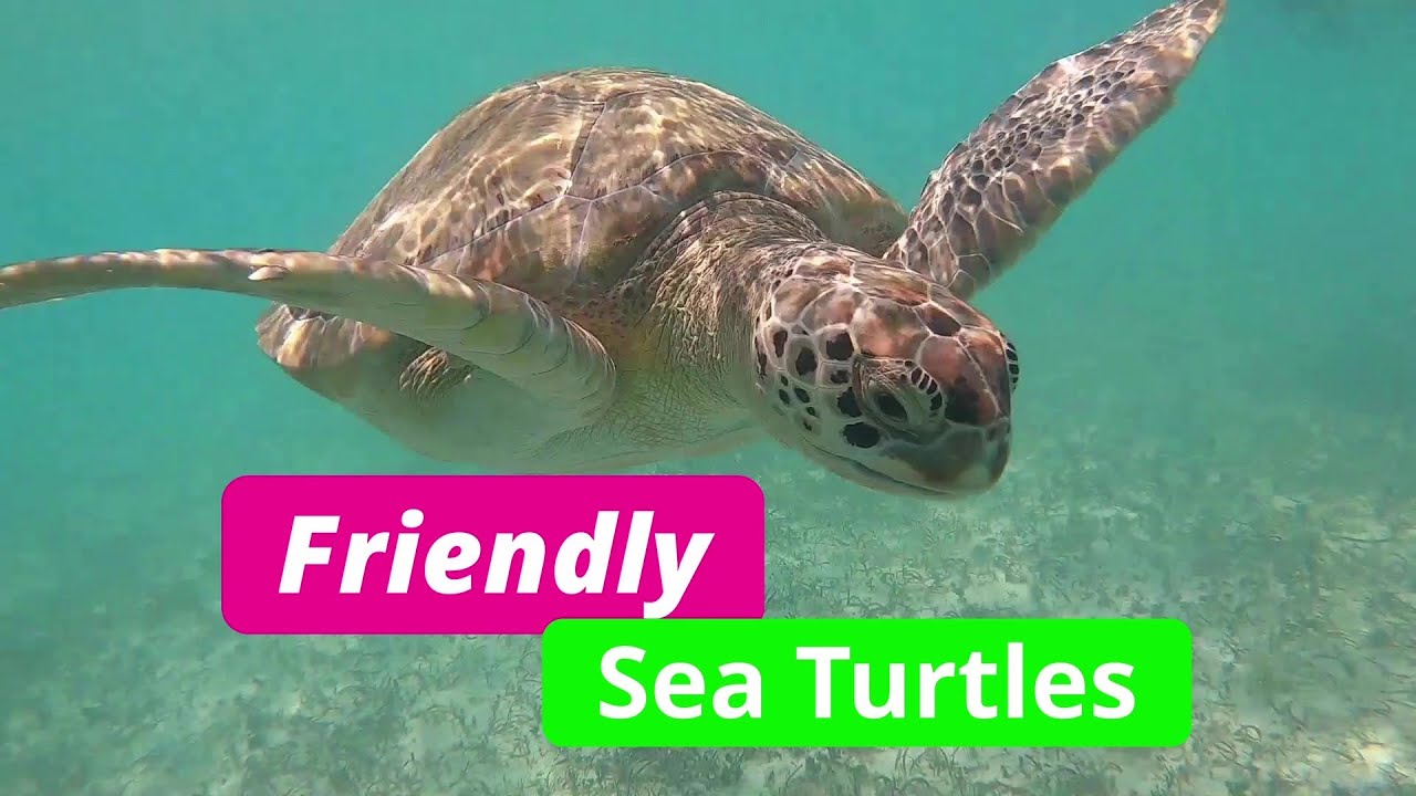Swimming with friendly sea turtles in the Exumas, Bahamas. ep11 - YouTube