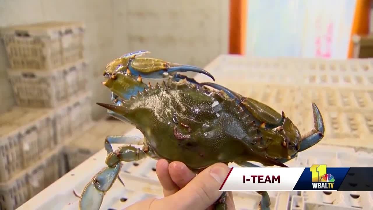 Report: Maryland blue crab population increases by 60% over last year ...
