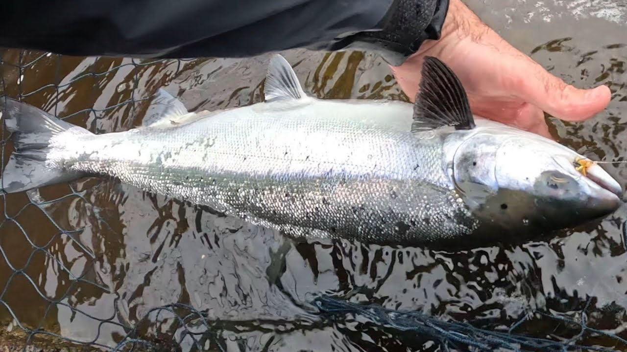Irish Salmon Fishing: Sligo Déjàvu - YouTube