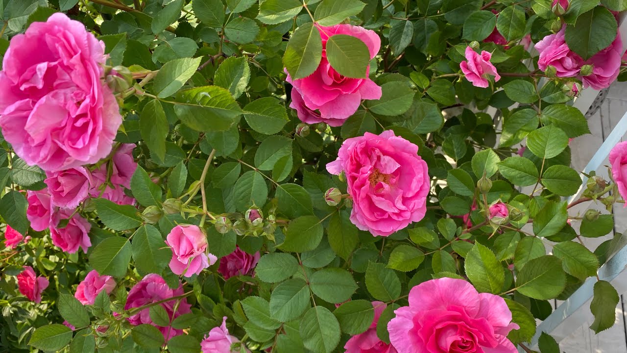 Roses start blooming in our June garden !🌹💚🌹 - YouTube
