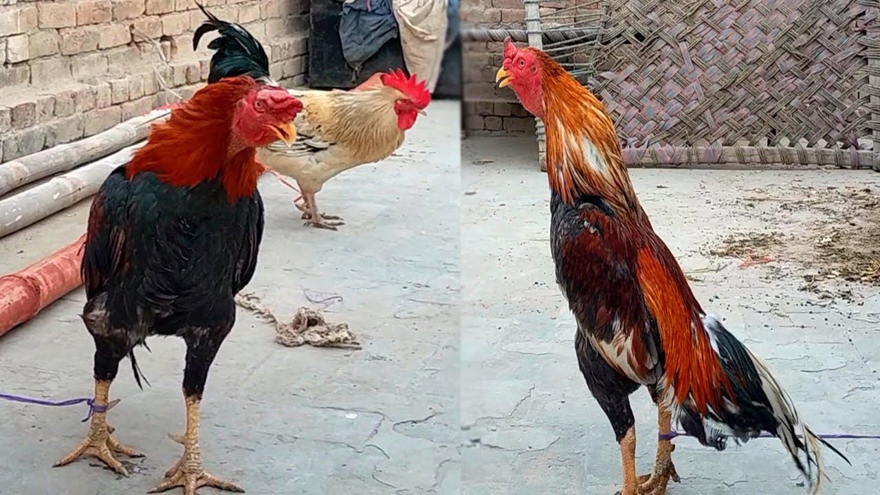 Funny Rooster Crowing Compilation Nature Sound Effects - YouTube