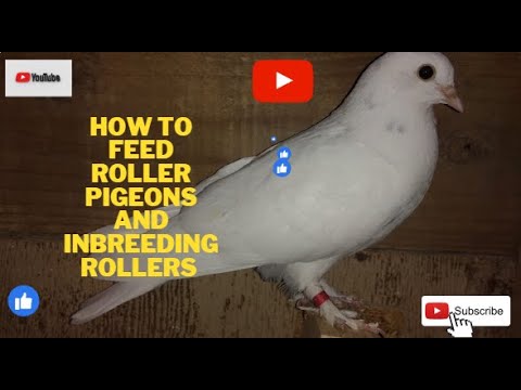 How To Feed Birmingham Roller Pigeons And Inbreeding them...EPISODE 3 ...