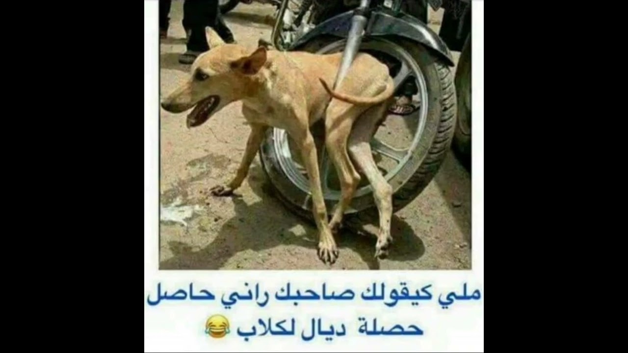 ملي كيقول ليك صاحبك حاصل حصلة ديال الكلاب Youtube