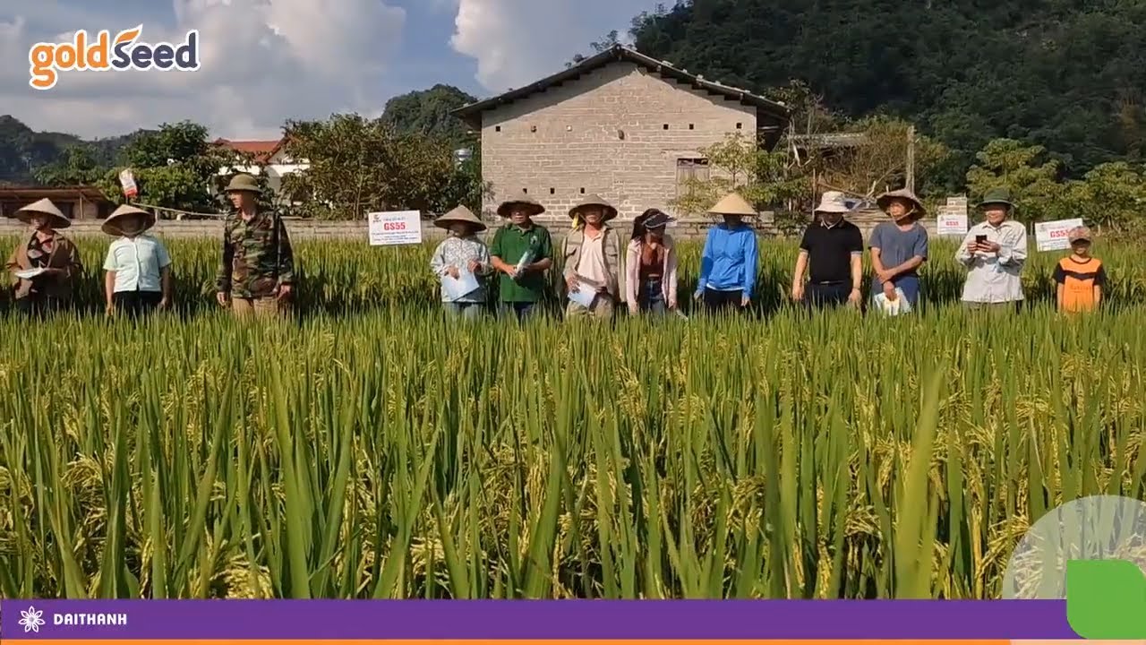 GIỐNG LÚA LAI F1 GS55 - GIỐNG LÚA QUỐC DÂN CHO NÔNG DÂN VIỆT NAM - YouTube
