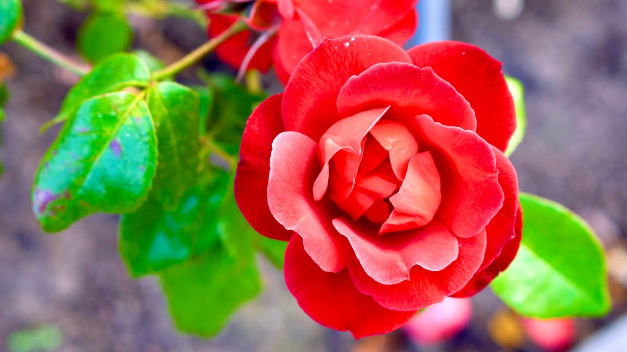 Red Roses #2 Collection 4K - Relaxing Piano Music 3 Hours - YouTube