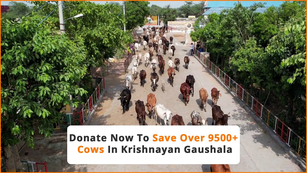 Give 9000+ Injured Cows At Shri Krishnayan Gaushala A Better Life - YouTube