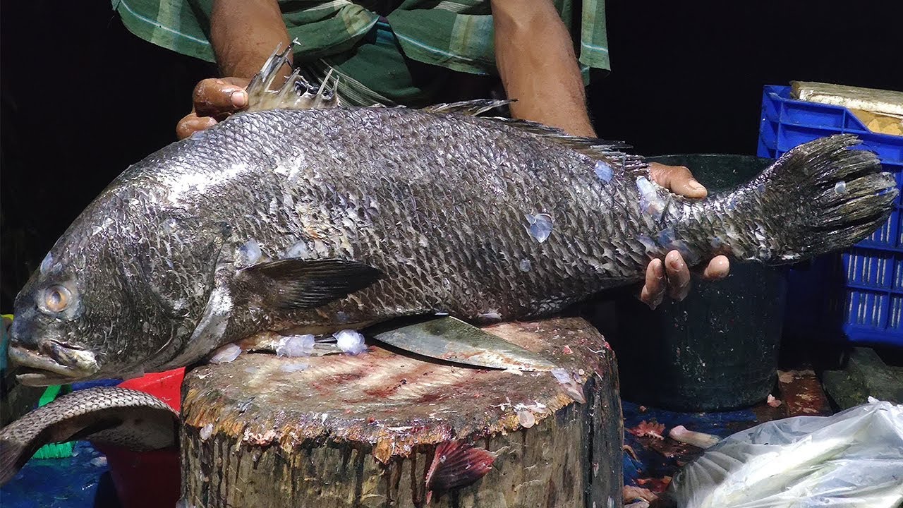 Never Seen!! Giant Sea Catfish Cutting By Expert Fish Cutter | Fish ...