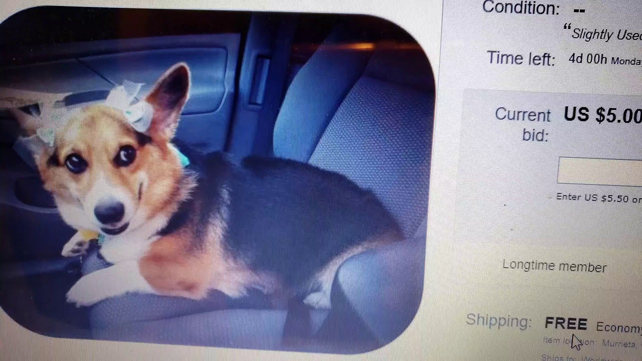 Weird Auction Listed On eBay - Shocking! Click To Watch and Find Out ...