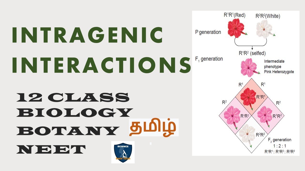 Intragenic Interactions in Tamil I Classical Genetics I Botany I Class ...