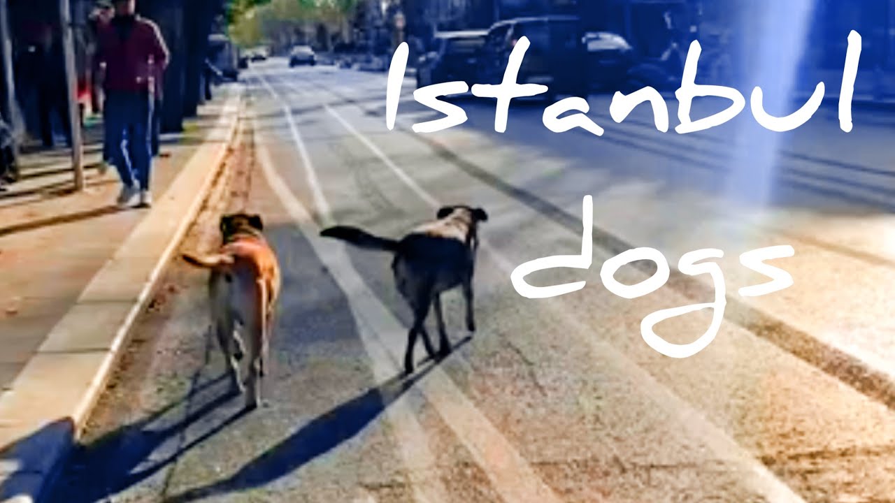 Cute street dogs of Istanbul The world of stray dogs 🐶Turkey - YouTube