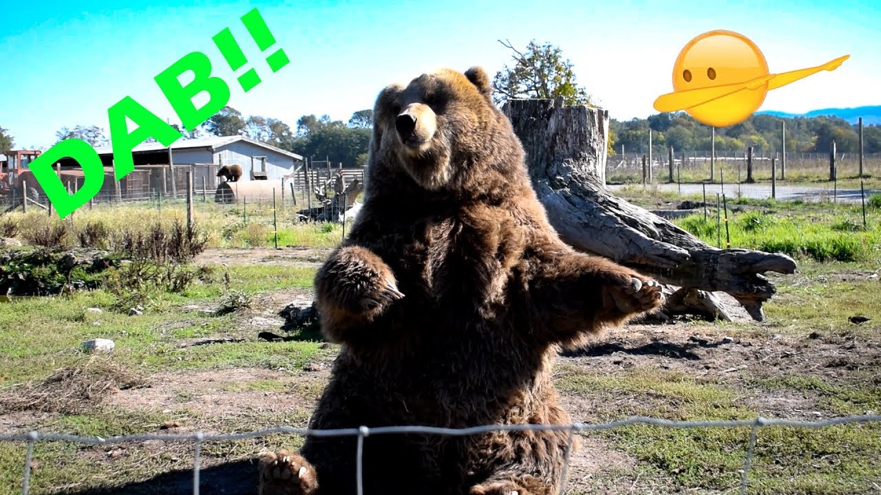 Dabbing Grizzly Bear!! Dab Fail By Bear! Kodiak Bear - YouTube