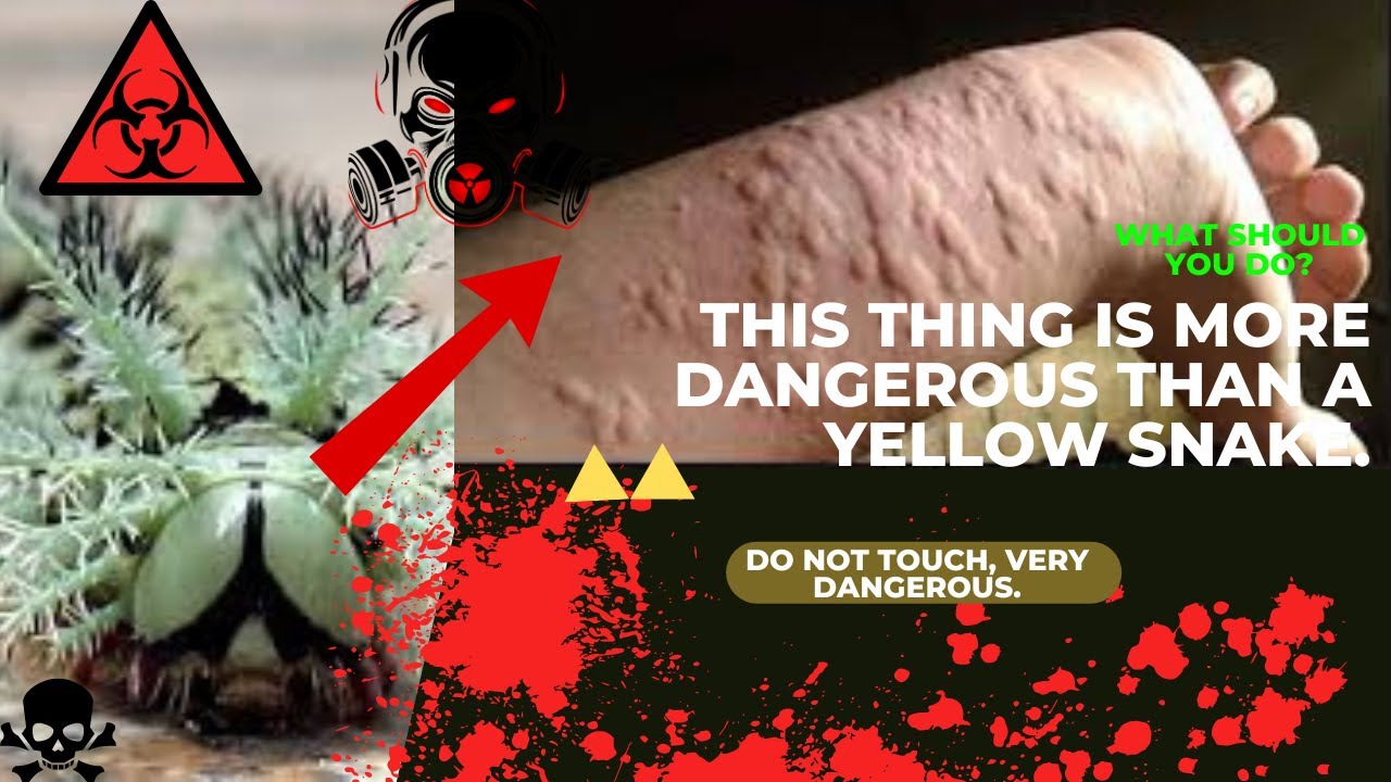 Do not touch: this is the most dangerous thing ever. - YouTube