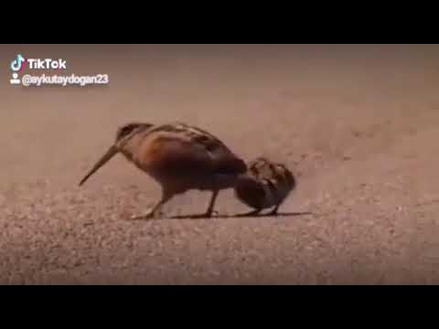 Elazığ halayı oynayan çulluk  kuşu🙂