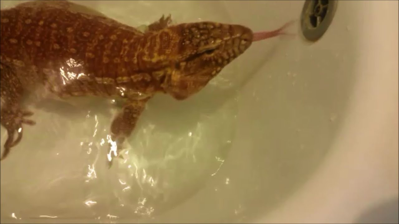 How to bath your tegu or big lizard having fun in the water - YouTube