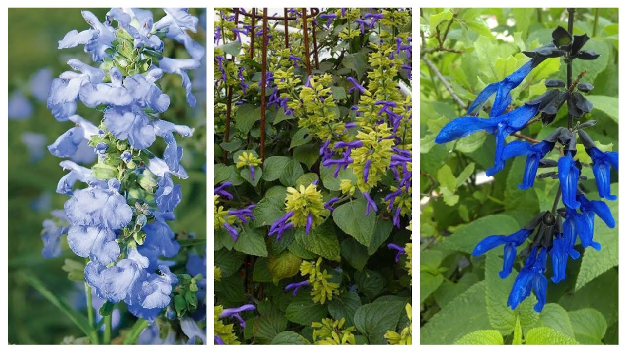 So many Colours collection of Diviner's sage flowers 🤗💁🌸🌼 Every Salvia ...