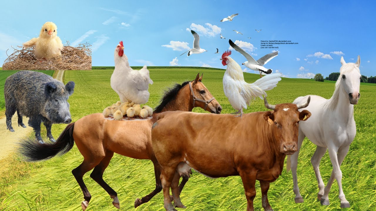 ANIMAIS DA FAZENDA - Farm animals - animais domésticos! - YouTube