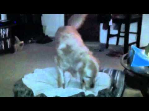 Dog getting ready for bed - YouTube