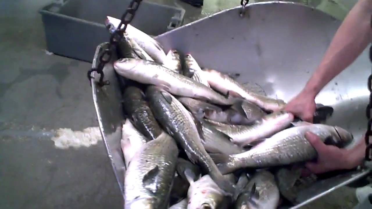 Red Roe Mullet Season - YouTube