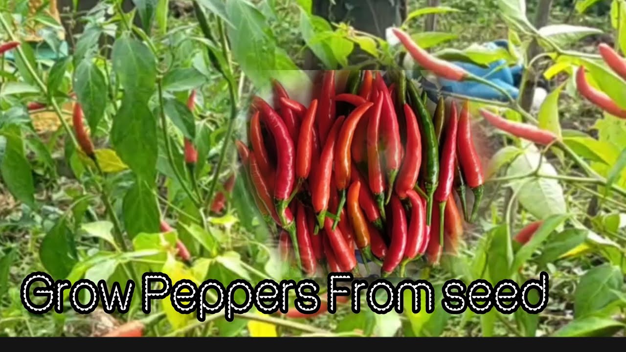 Growing Peppers from Seed: Step-by-Step for a Bountiful Harvest - YouTube