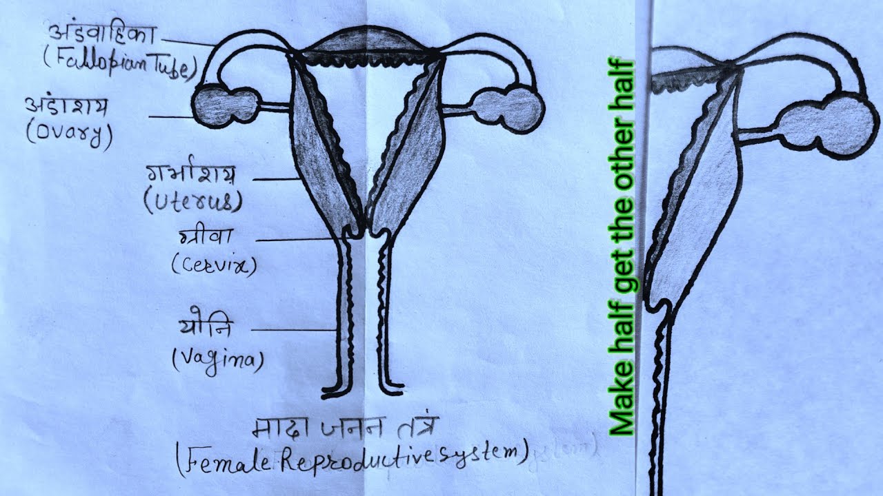 female reproductive system diagram | मादा जनन तंत्र का चित्र | Figure ...