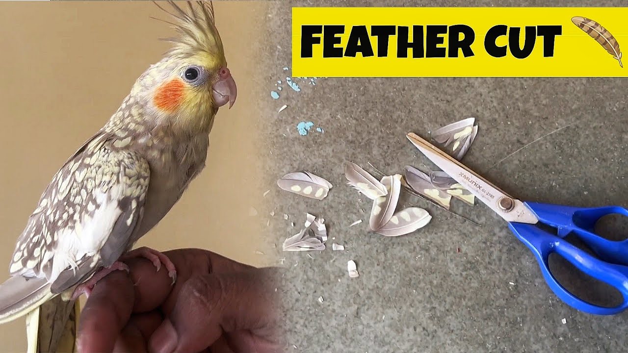 Bird Ke Feather Cut Kiye | How To Cut Bird Feathers - YouTube