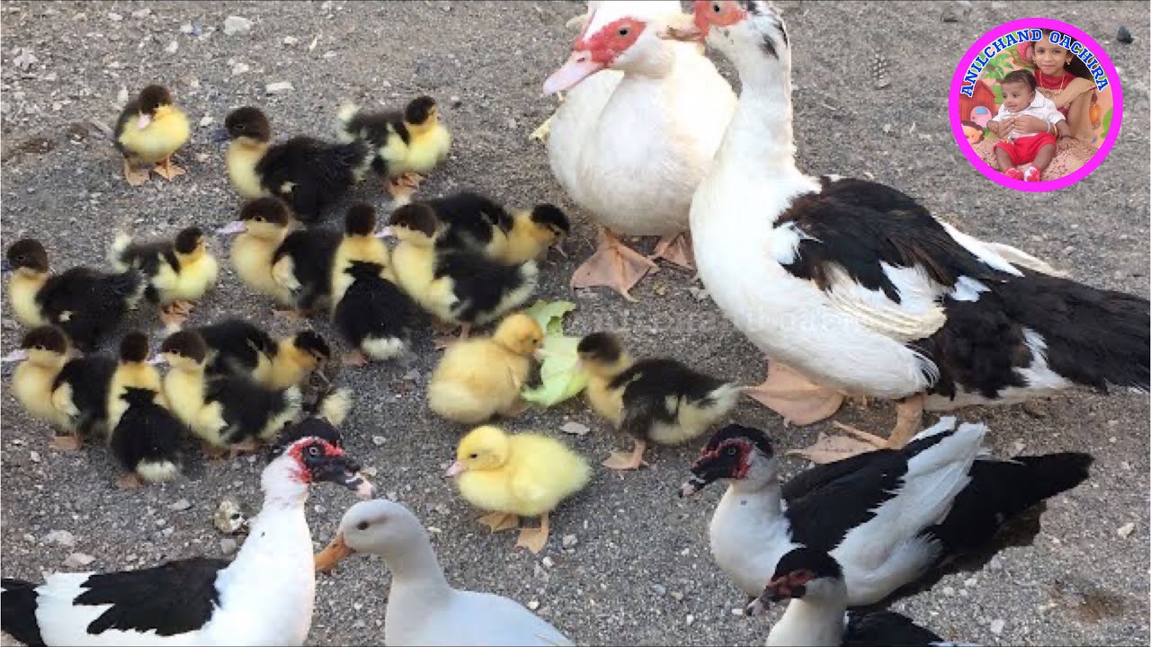 HATCHING PROCESS OF MUSCOVY DUCK / MUSCOVY DUCK BREEDING - YouTube