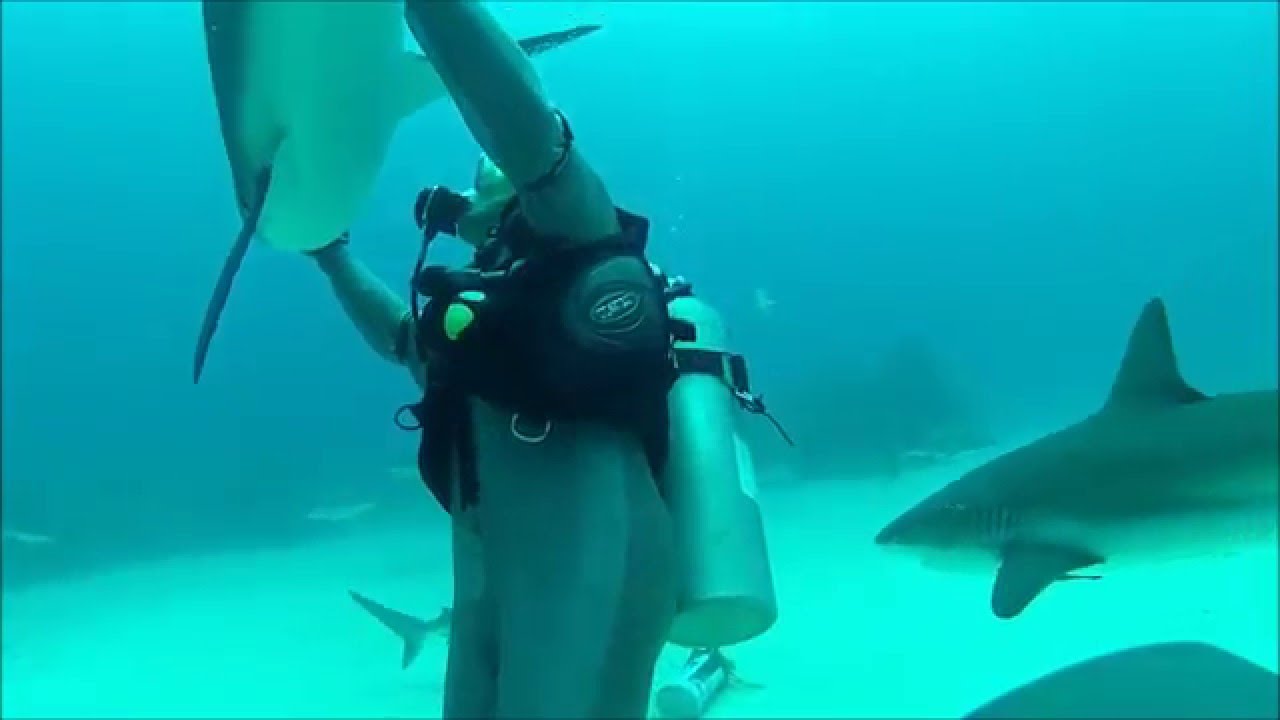 Dancing With Sharks - YouTube