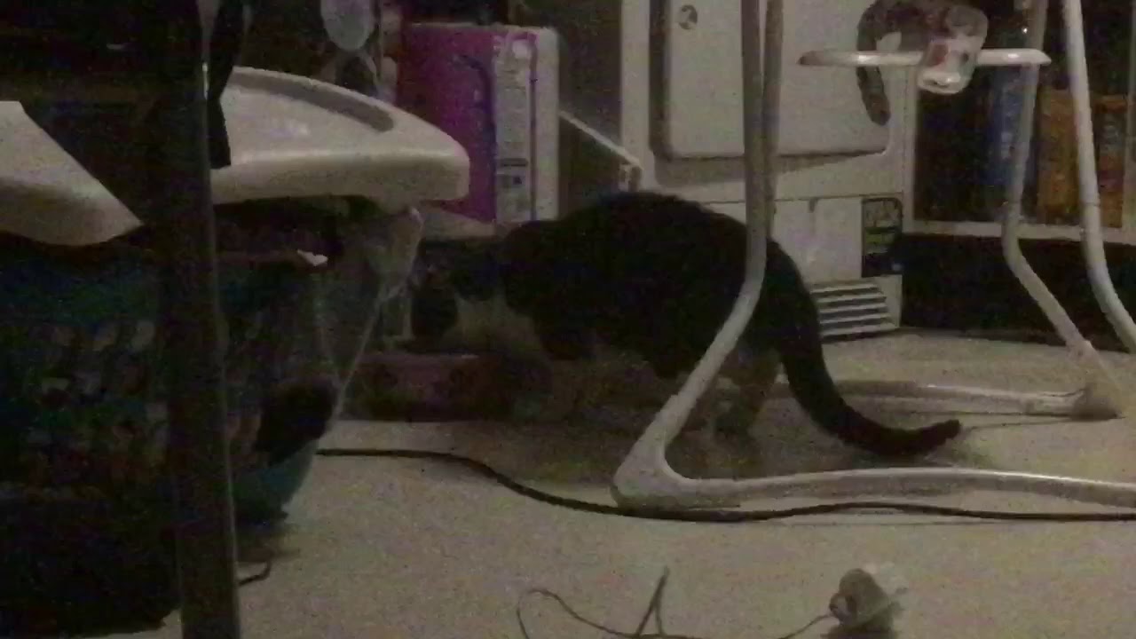 Smokey eating dog food - YouTube