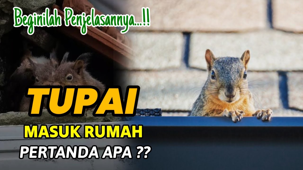 ARTI TUPAI MASUK RUMAH PERTANDA APA ?? BEGINI PENJELASANNYA MENURUT ...