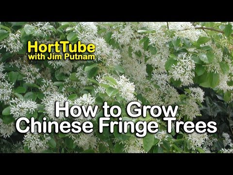 How To Care For A Chinese Fringe Tree