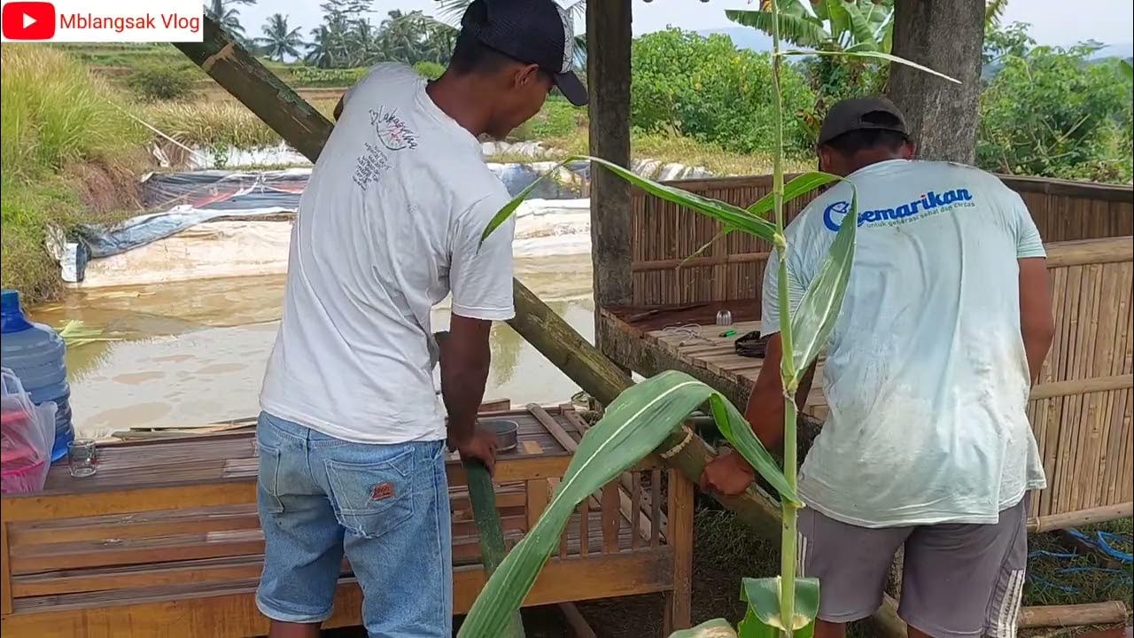 AKTIFITAS SEHARI HARI HIDUP DI DESA, MEMBUAT SAUNG GUBUK BAMBU DI TENGAH SAWAH - YouTube