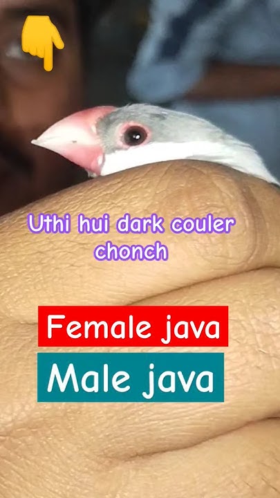Male female difference between java finch birds #trending #birds # ...